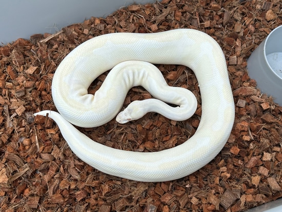 Joliff Axanthic Albino Ball Python by Frameshift Reptiles LLC