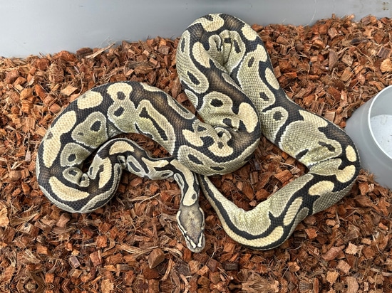 Dinker Vanilla Hypo Ball Python by Frameshift Reptiles LLC