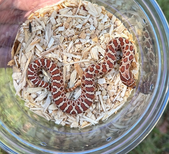 Raging Red X JMG Extreme Red Albino Conda Western Hognose by Frameshift ...