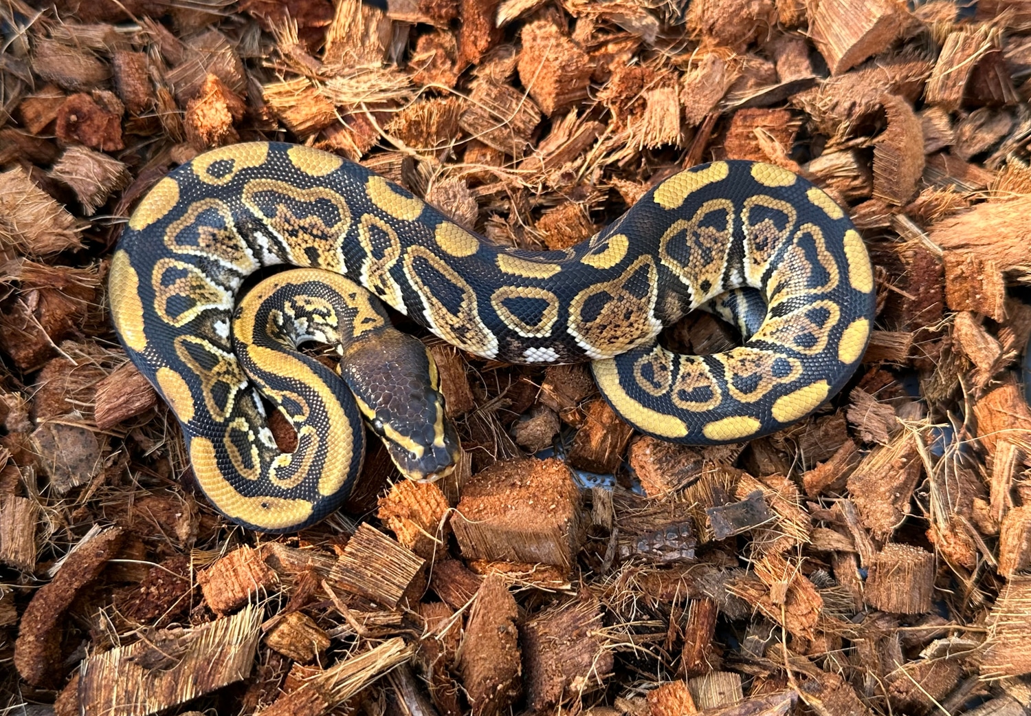 Pixel Het Clown Het Genetic Stripe Ball Python by Frameshift Reptiles ...