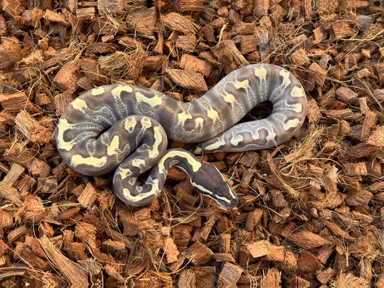 Super Mckenzie GHI Mojave (Poss Enchi) Ball Python by Frameshift ...