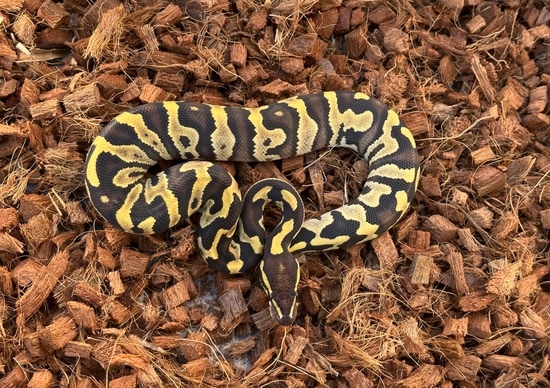 Leopard Mojave Super Mckenzie Ball Python by Frameshift Reptiles LLC