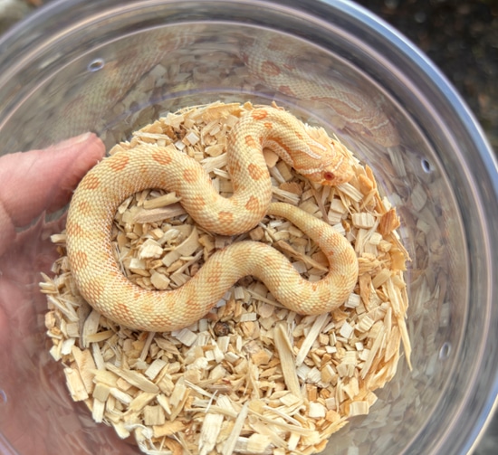 Albino Anaconda Toffee Belly Western Hognose by Frameshift Reptiles LLC