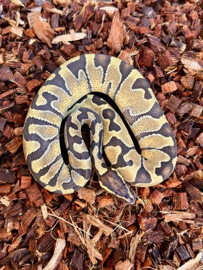 Super McKenzie Enchi Ball Python by Frameshift Reptiles LLC