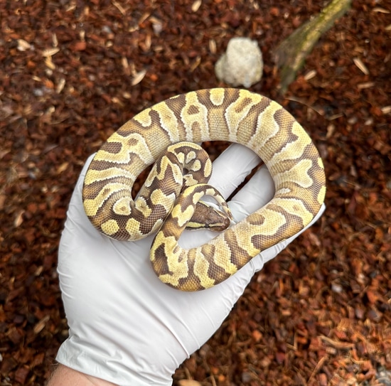Pair! Super Mckenzie Enchi Mojave Male And Mckenzie Mojave Enchi Female ...