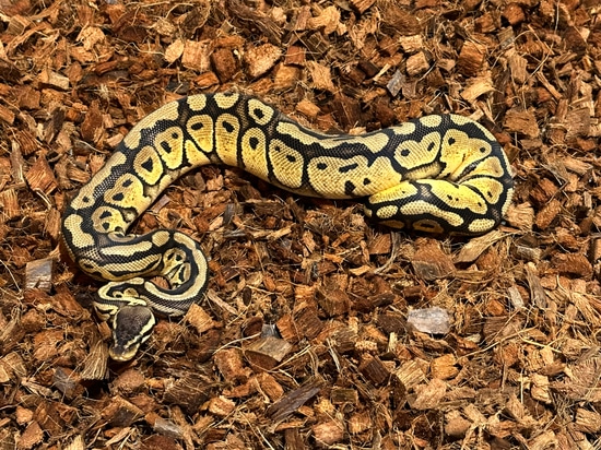 Pixel Pastel Het Genetic Stripe Ball Python by Frameshift Reptiles LLC