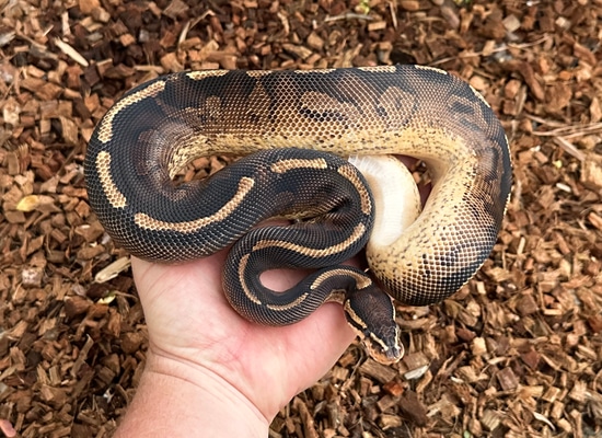Gravel Asphalt (Pavement) Ball Python by Frameshift Reptiles LLC