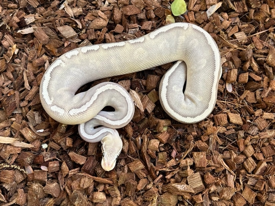 Firefly Ghi Mojave Hypo Ball Python By Frameshift Reptiles Llc