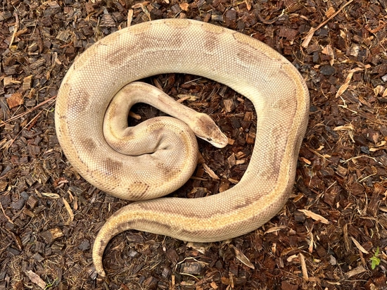 Proven Female Champagne Enchi Ball Python by Frameshift Reptiles LLC