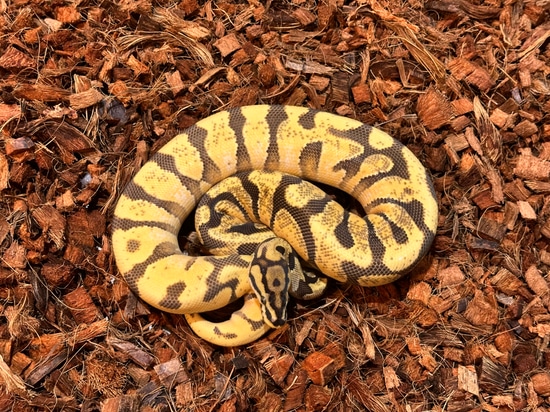 Orange Dream Enchi Spotnose Yellowbelly Het Clown Ball Python by ...