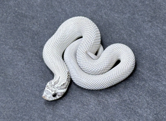 Axanthic Super Conda Het Snow Western Hognose by Frameshift Reptiles LLC
