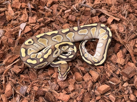 Hydra Butter Het Clown Ball Python by Frameshift Reptiles LLC