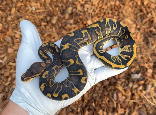 Wookie GHI Leopard (Poss RS YB) Het Clown Ball Python by Frameshift ...