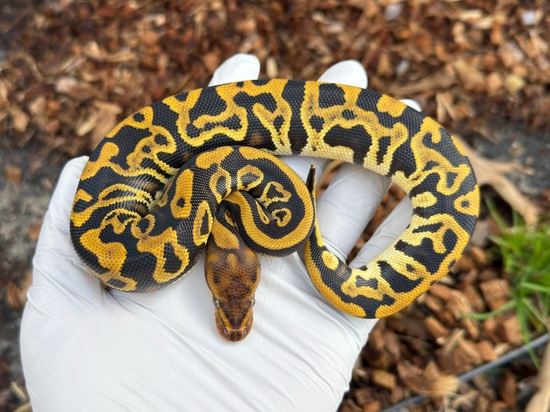 Cypress Leopard Wookie (Lace YB) Ball Python by Frameshift Reptiles LLC