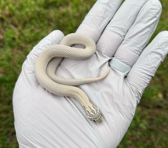 Superconda Axanthic Het Albino (Snow) Western Hognose by Frameshift ...