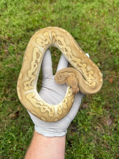 Mahogany Sable Mojave Clown Ball Python by Frameshift Reptiles LLC