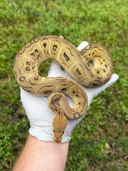 Bongo Black Pastel Clown Female Ball Python by Frameshift Reptiles LLC