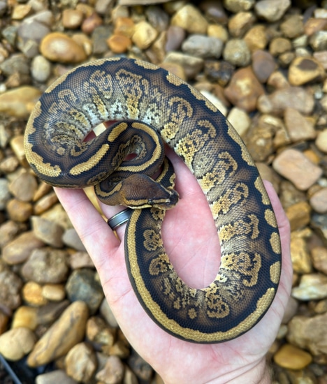 Red Stripe Pixel Double Het Clown Gstripe Ball Python by Frameshift ...