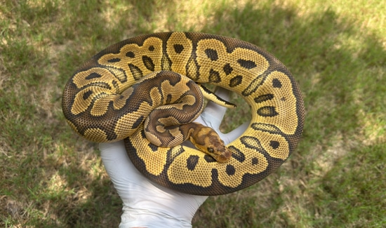 Asphalt Clown Ball Python by Frameshift Reptiles LLC