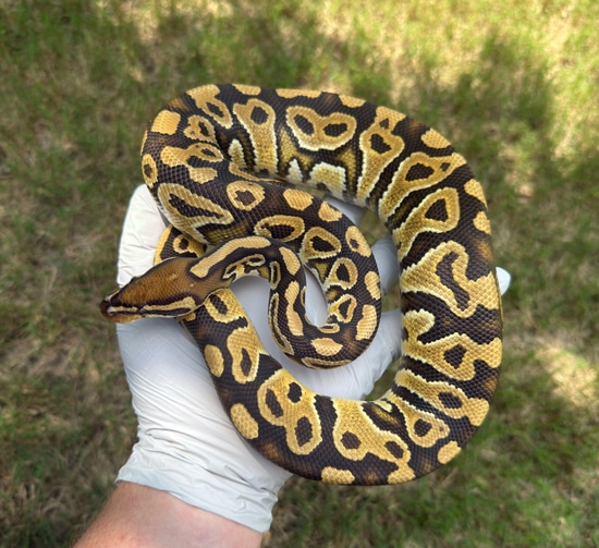 Trojan Trick Het Clown Ball Python by Frameshift Reptiles LLC