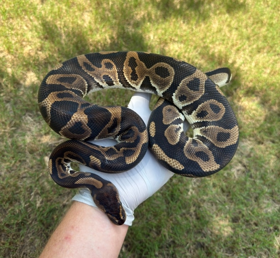 Wookie Leopard (RS YB) Het Clown Ball Python by Frameshift Reptiles LLC