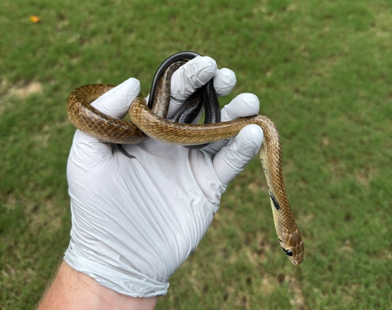 Blacktail Cribo Cribo & Indigo Snakes by Frameshift Reptiles LLC