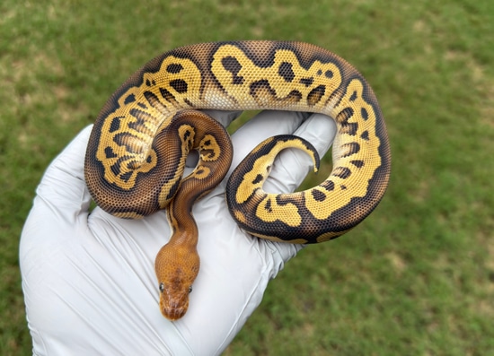 Wookie Cypress Leopard YB Clown Ball Python by Frameshift Reptiles LLC