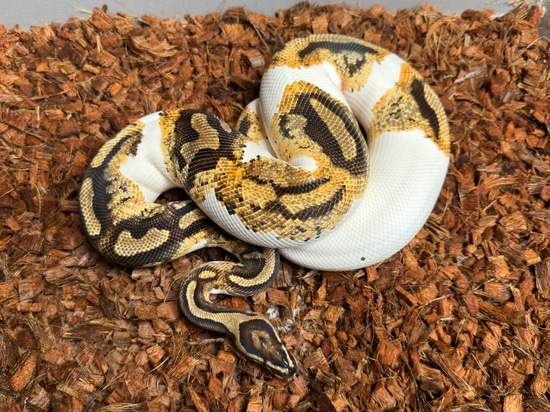 RTB GeneX YB Pied Ball Python by Frameshift Reptiles LLC