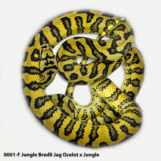 Jungle Bredli Jag Ocelot X Jungle Other Carpet Python by WILD ART ...