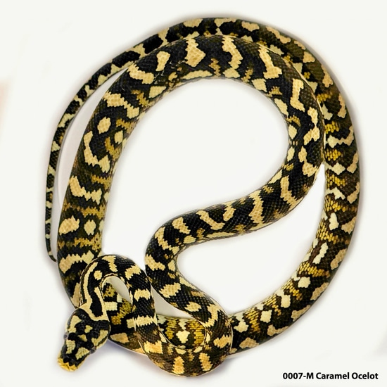 Caramel Ocelot Other Carpet Python by WILD ART - Exquisite Boas & Pythons