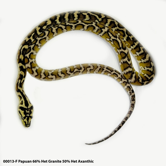 Papuan 66% Het Granite 50% Het Axanthic (Female) Irian Jaya Carpet ...