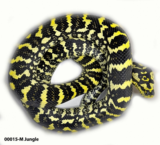 Jungle Jungle Carpet Python by WILD ART - Exquisite Boas & Pythons