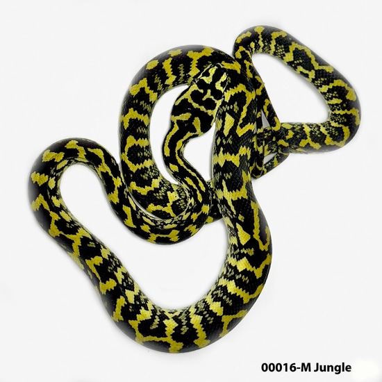 Jungle Jungle Carpet Python by WILD ART - Exquisite Boas & Pythons