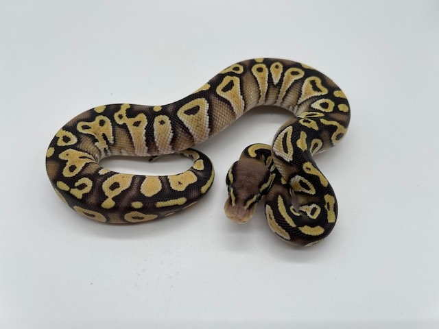 Pastel Mojave Het Monarch Ball Python by Prizm Pythonz - MorphMarket