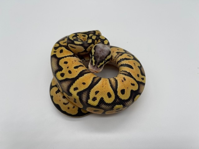 Super Pastel Het Monarch Ball Python by Prizm Pythonz - MorphMarket