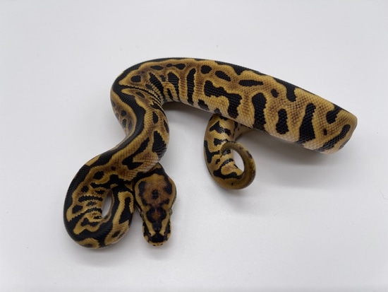 Leopard Spotnose Het Monarch 50% Het Clown Ball Python by Prizm Pythonz