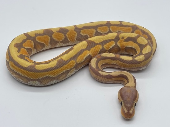 Banana Puzzle Ball Python by Prizm Pythonz