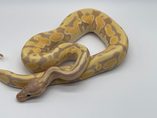 Banana Fire Het Puzzle Ball Python by Prizm Pythonz