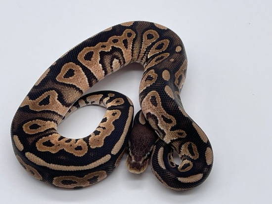 Cinnamon Yellowbelly Het Sunset Ball Python by Prizm Pythonz