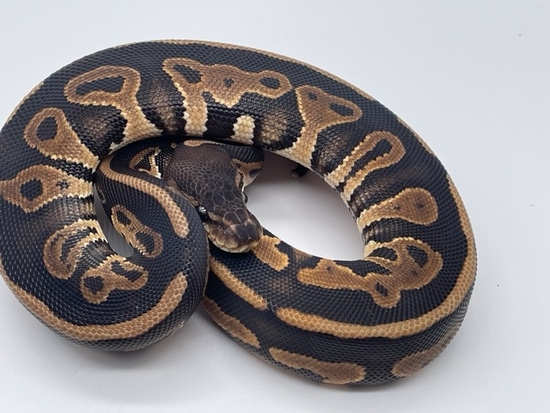 Cinnamon Leopard Het Sunset Ball Python by Prizm Pythonz