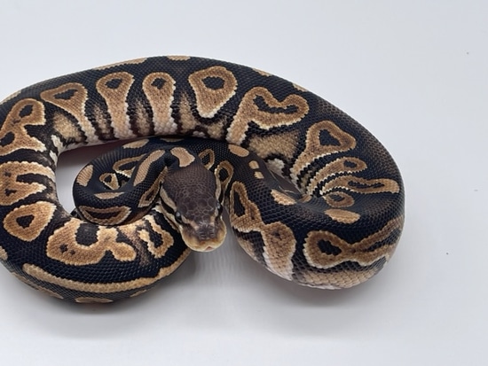 Cinnamon Yellowbelly Het Sunset Ball Python by Prizm Pythonz