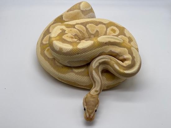 Banana Fire Het Puzzle Ball Python by Prizm Pythonz