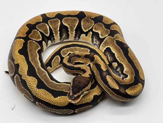 Puzzle Ball Python by Prizm Pythonz