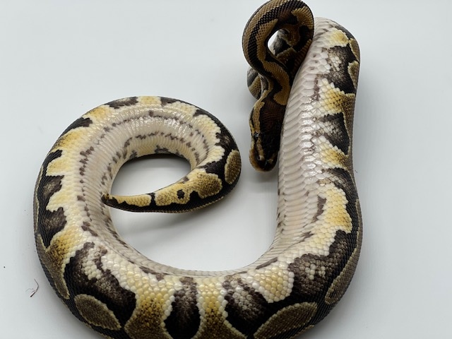 Puzzle Ball Python by Prizm Pythonz - MorphMarket
