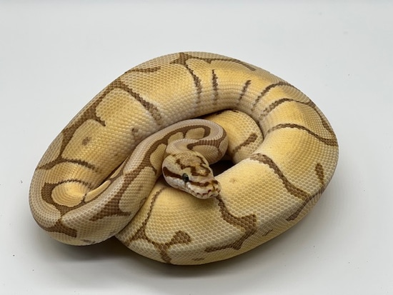 Pastel Spider Monarch Ball Python by Prizm Pythonz