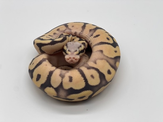 Pastel Enchi Desert Ghost Ball Python by Prizm Pythonz