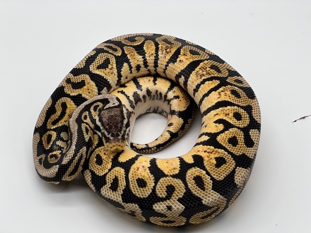 Pastel Spotnose Het Monarch Ball Python by Prizm Pythonz - MorphMarket