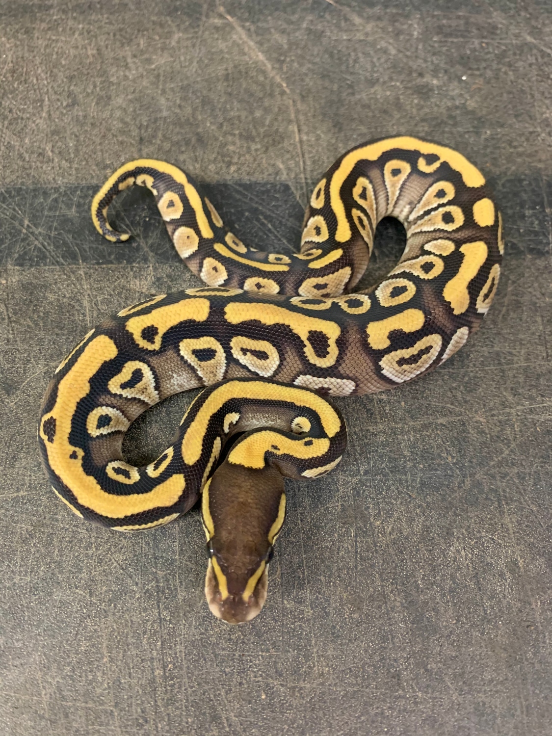 Mojave Het. Clown 50% Het. Hypo Ball Python by DPR coldblood - MorphMarket