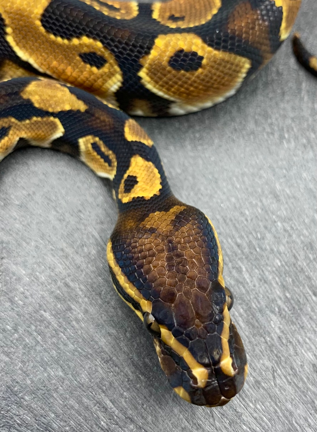 OD 50% Het. Monsoon Ball Python by DPR coldblood - MorphMarket