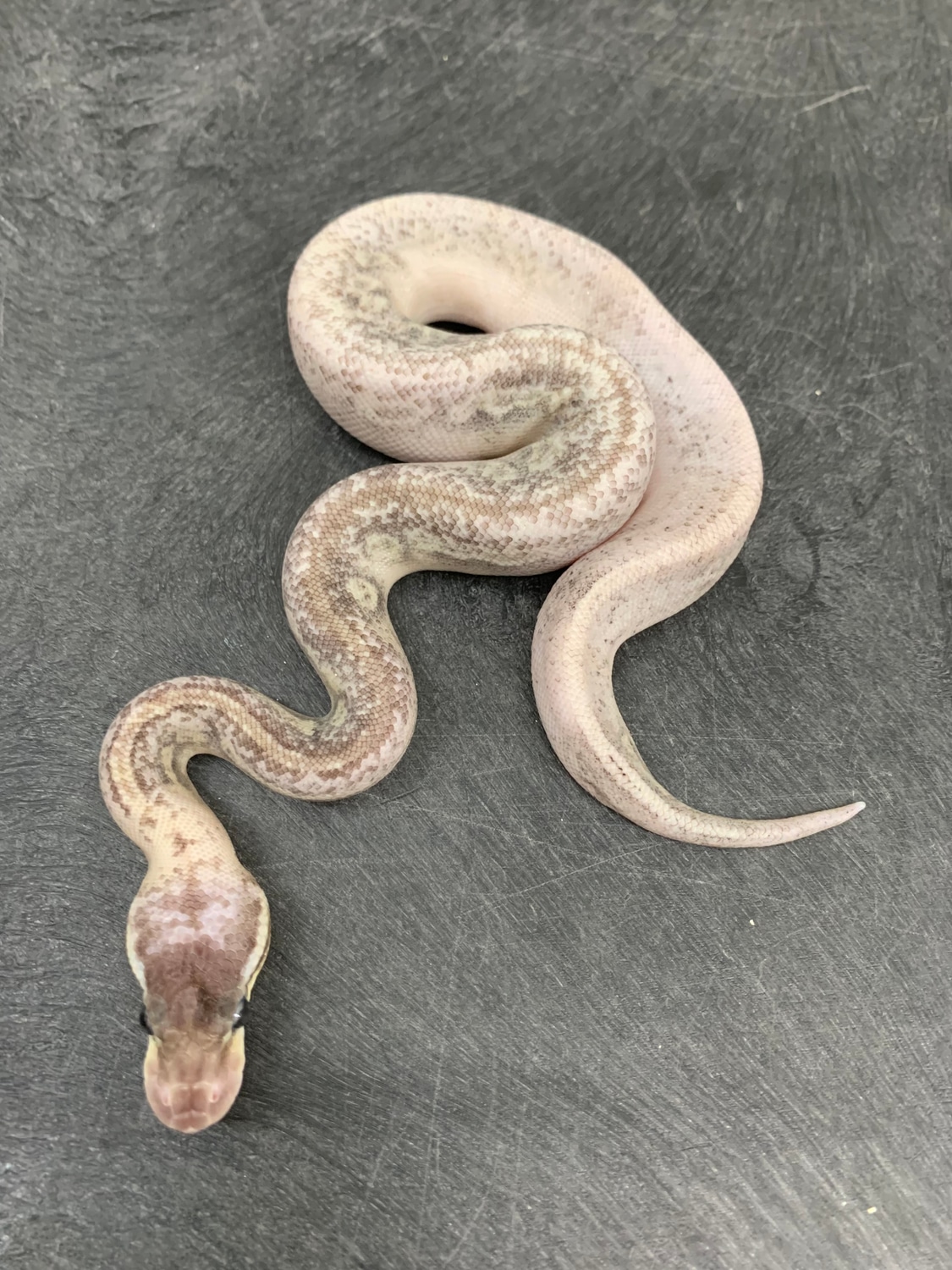 Redstripe Gargoyle Pastel Probable YB Possible Chocolate H. Clown Ball ...